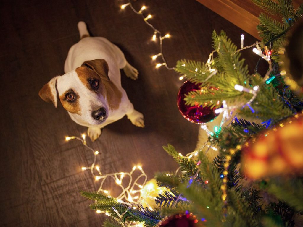 La dieta de las mascotas durante la Navidad: alimentos que debemos evitar